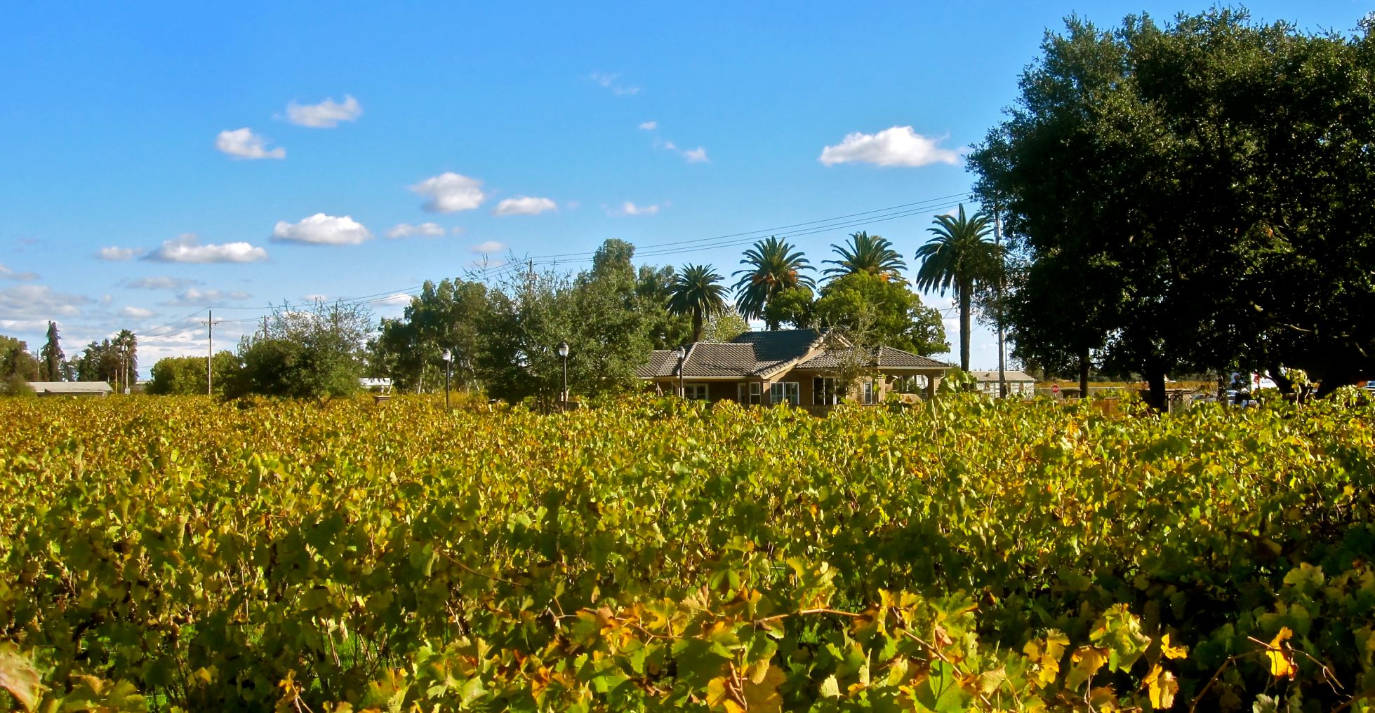 Fields Family Wines | ZAP