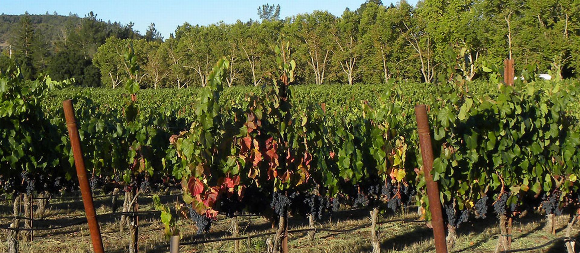 Tom Mackey Cellars | ZAP