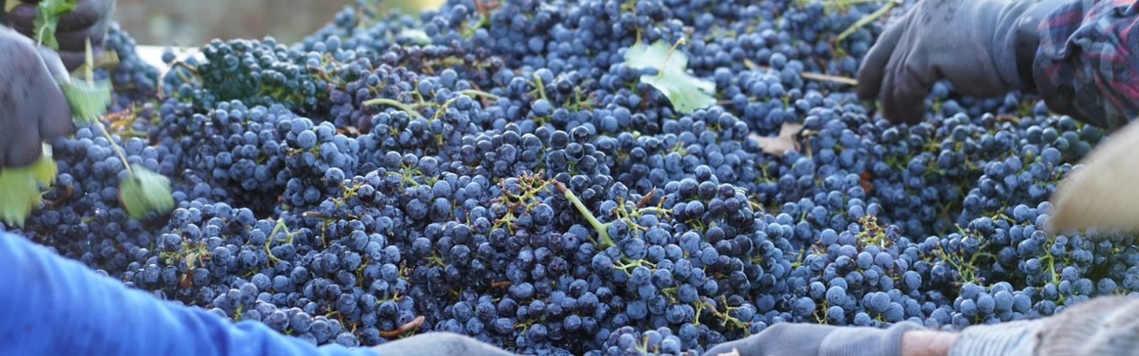 Ramazzotti Wines | ZAP