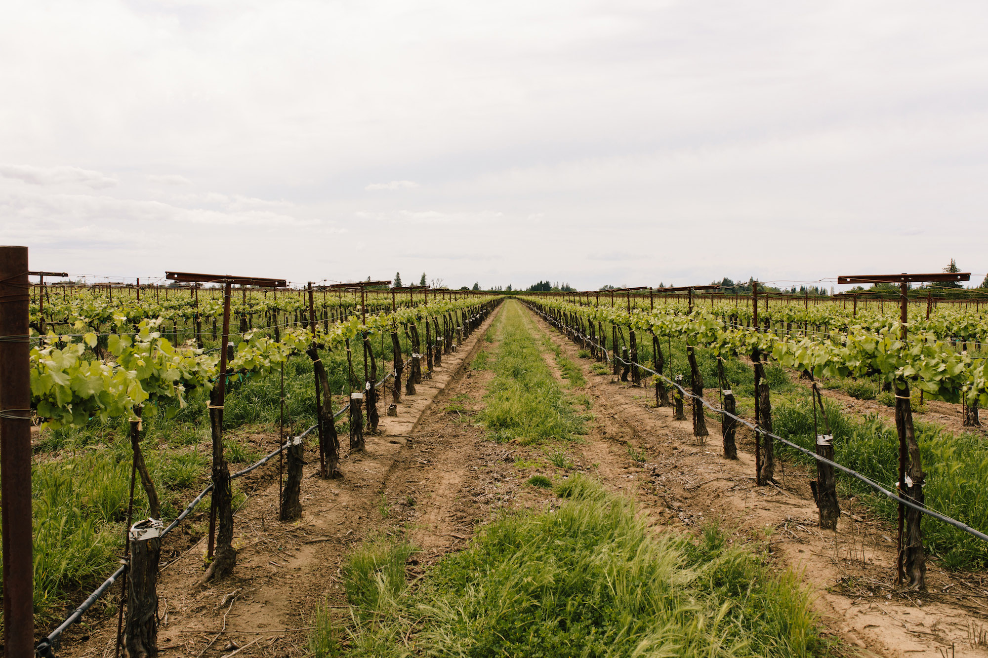 Zinfandel: An Expose by Gerald Boyd On Wine – ZAP